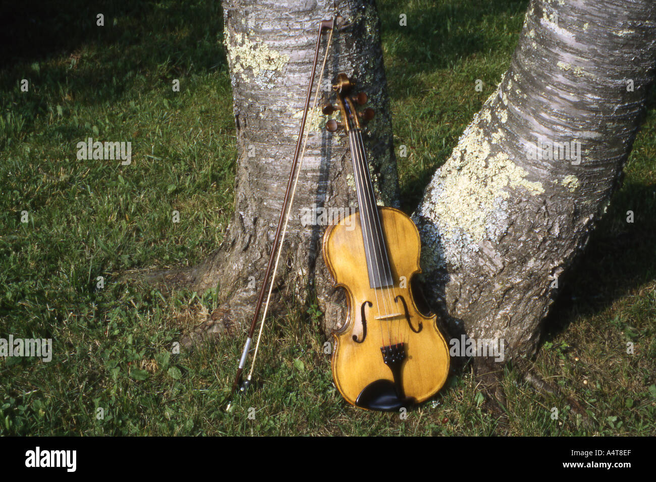 American Fiddle High Resolution Stock Photography and Images - Alamy