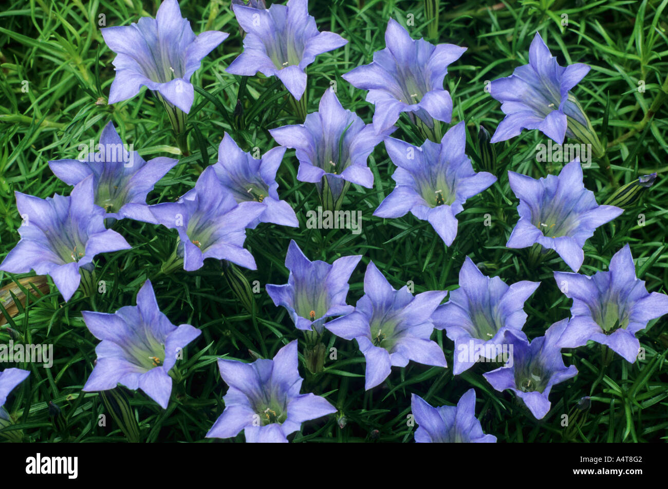 Pale blue gentian hi-res stock photography and images - Alamy