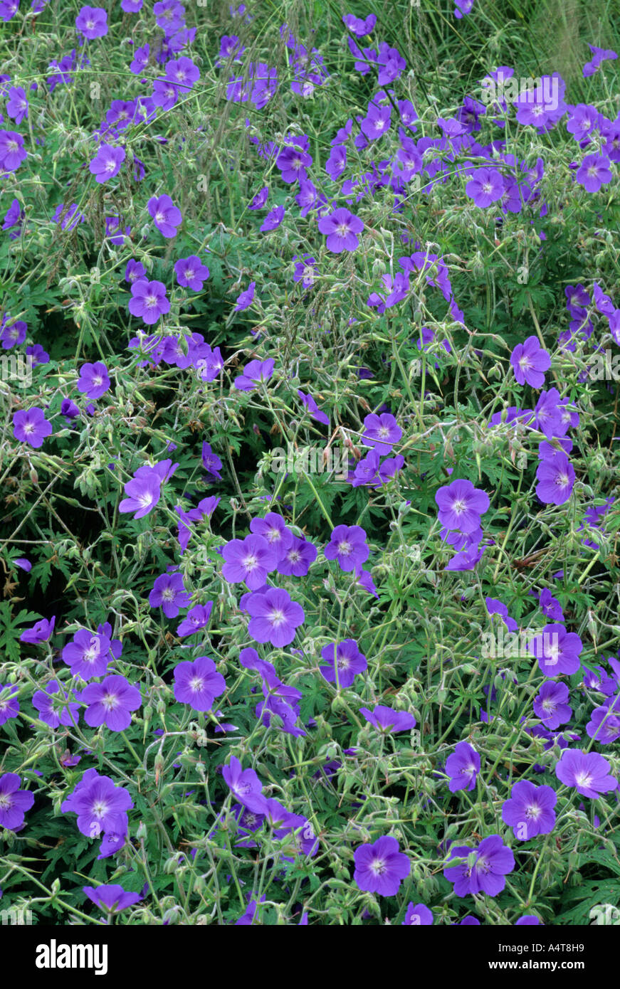 Geranium brookside blue cranesbill hi-res stock photography and images ...