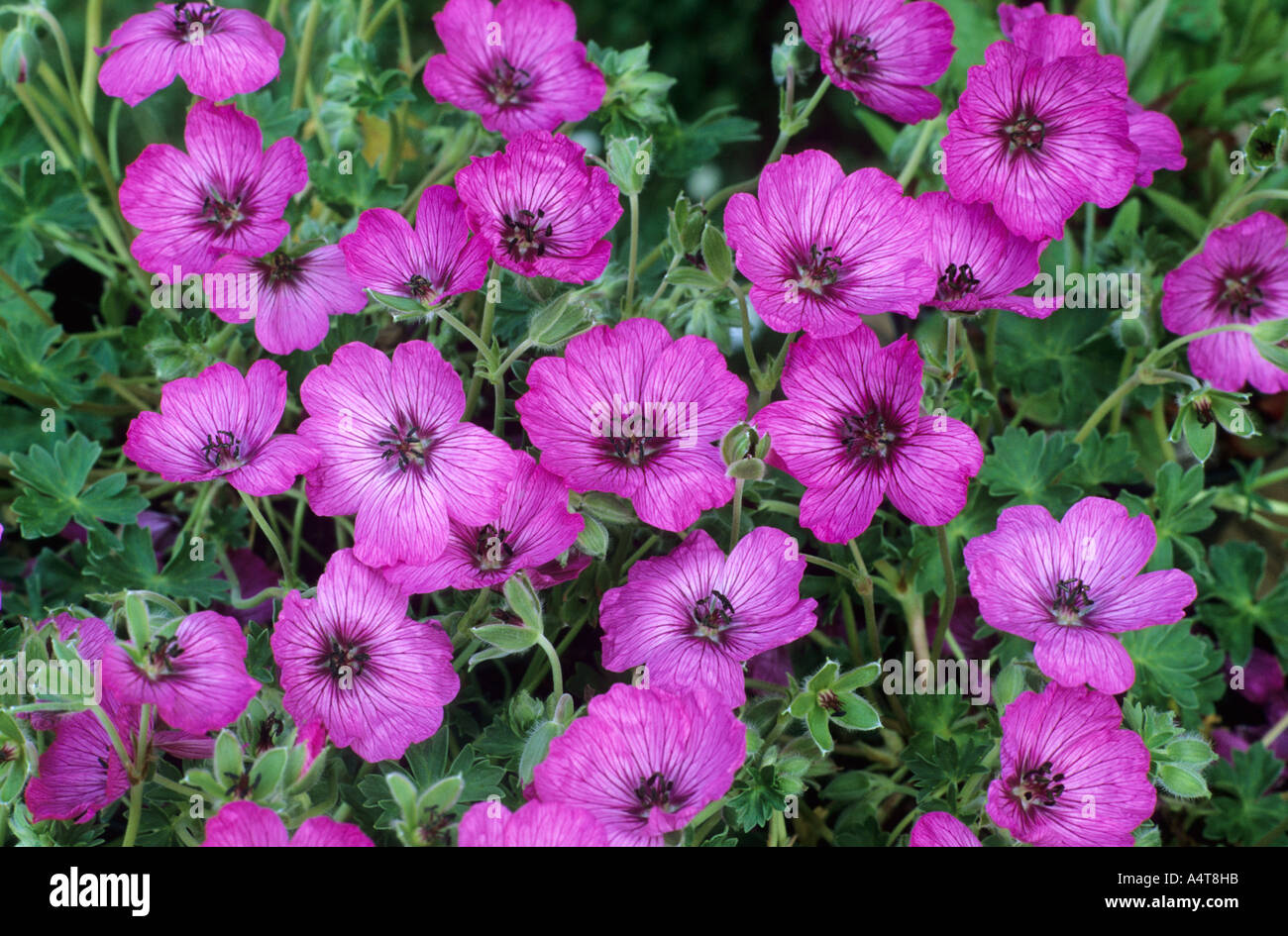 Geranium carol hi-res stock photography and images - Alamy