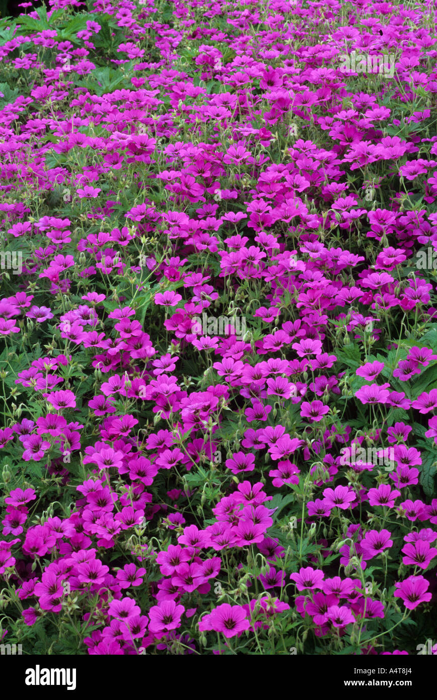 Geranium patricia hi-res stock photography and images - Alamy