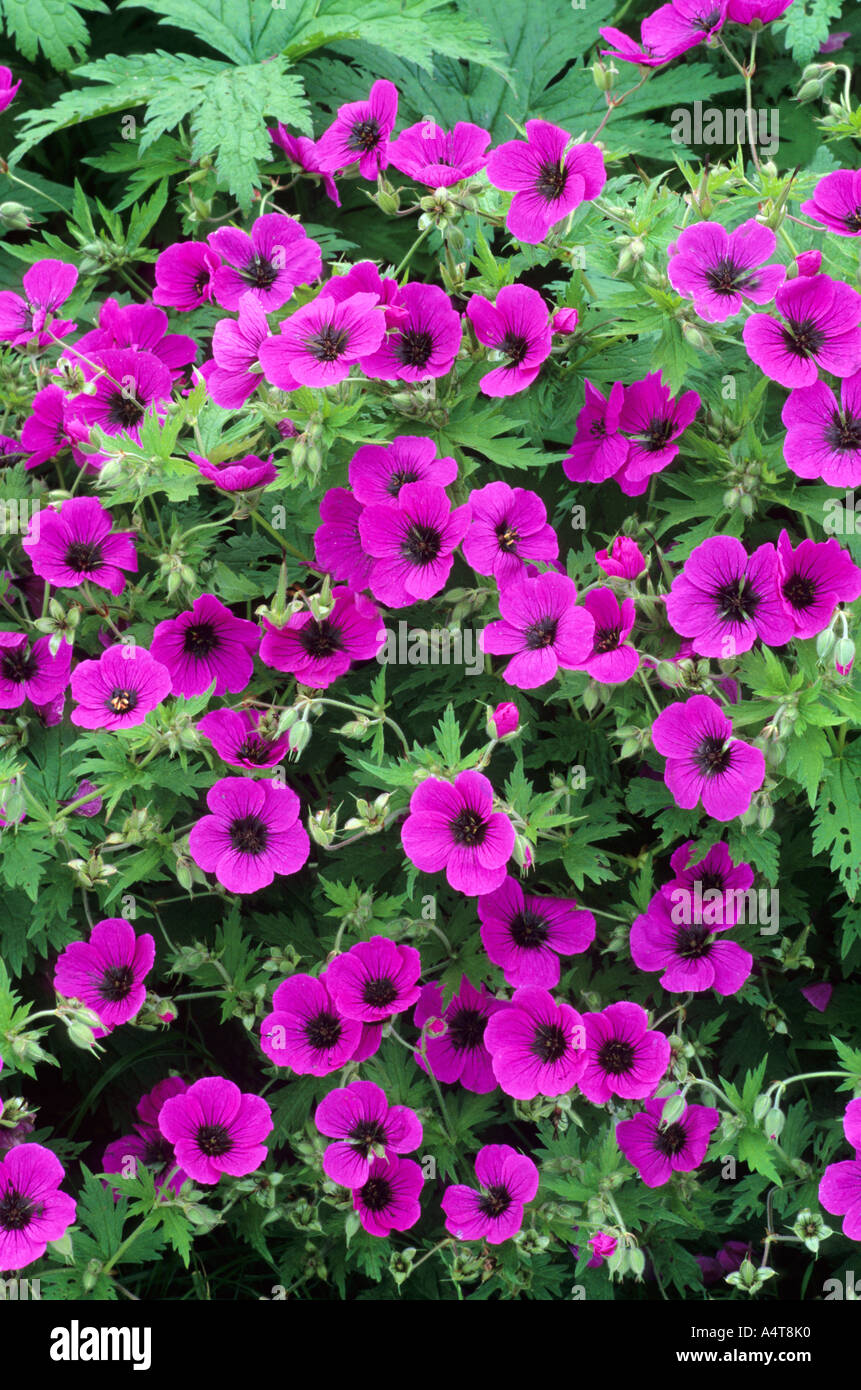 Geranium psilostemon, Cranesbill, ground cover garden plant, purple ...
