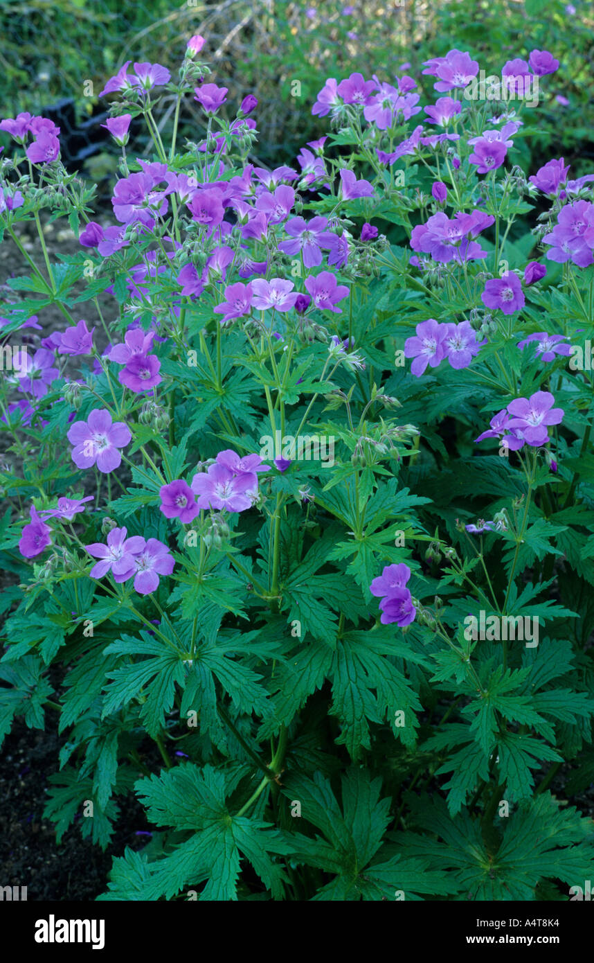 Geranium sylvaticum 'Mayflower' Stock Photo - Alamy