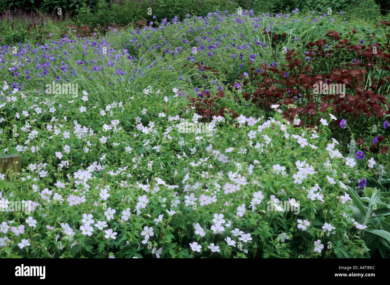 Geraniums and Astrantia in Border Stock Photo - Alamy