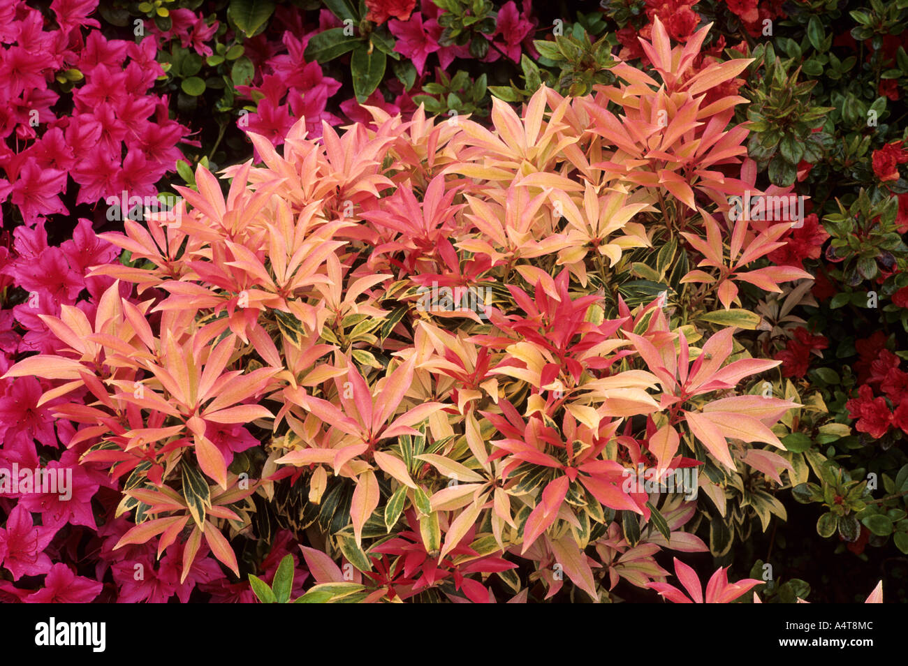 Flaming silver hi-res stock photography and images - Alamy
