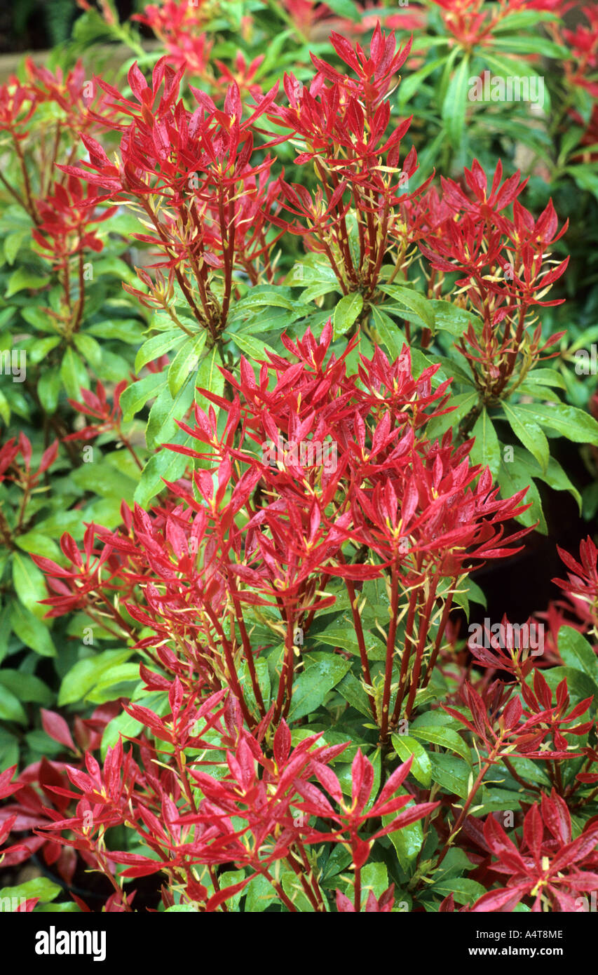 Pieris japonica 'Mountain Fire' Stock Photo - Alamy