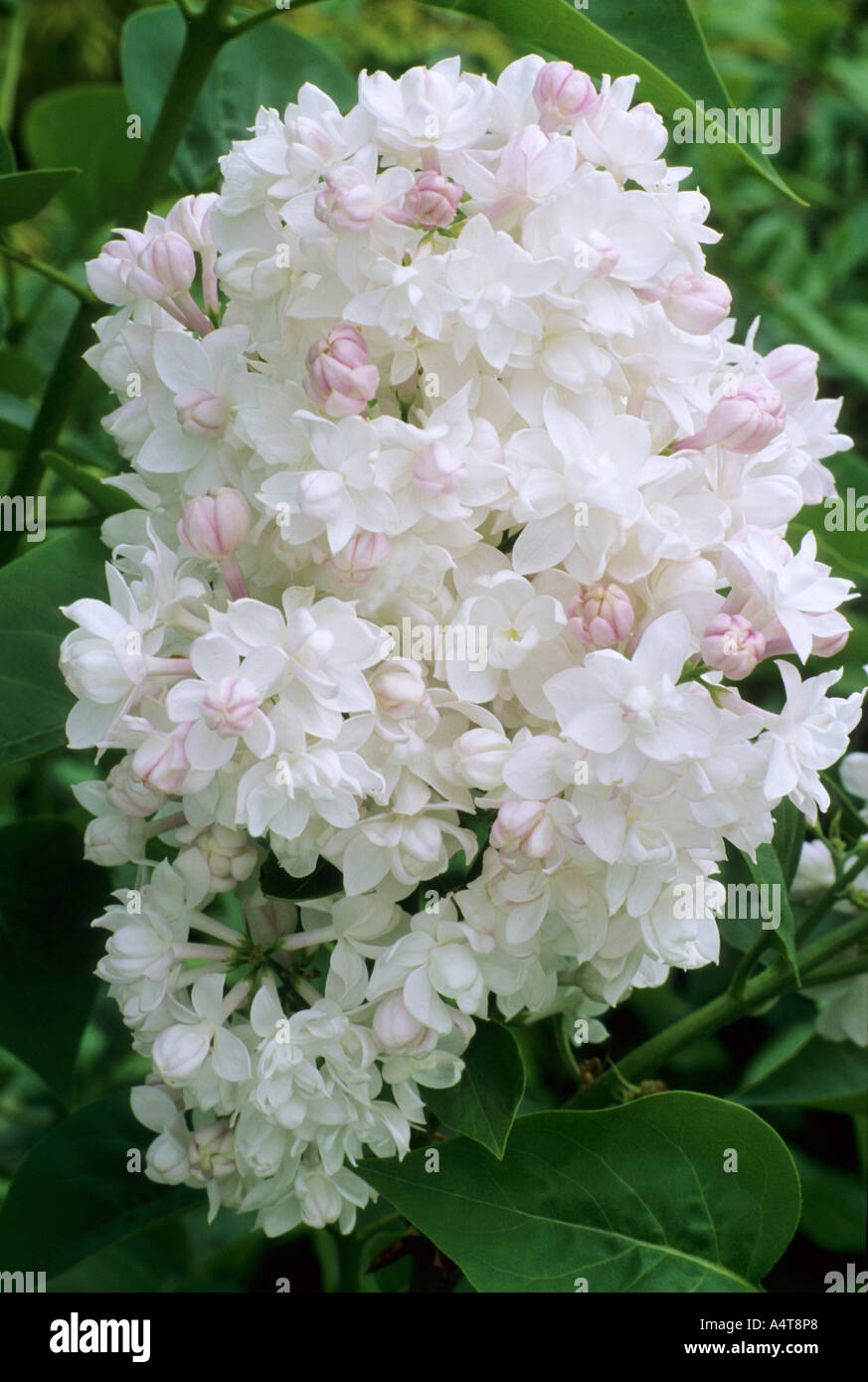 Syringa vulgaris 'Beauty of Moscow' Stock Photo - Alamy