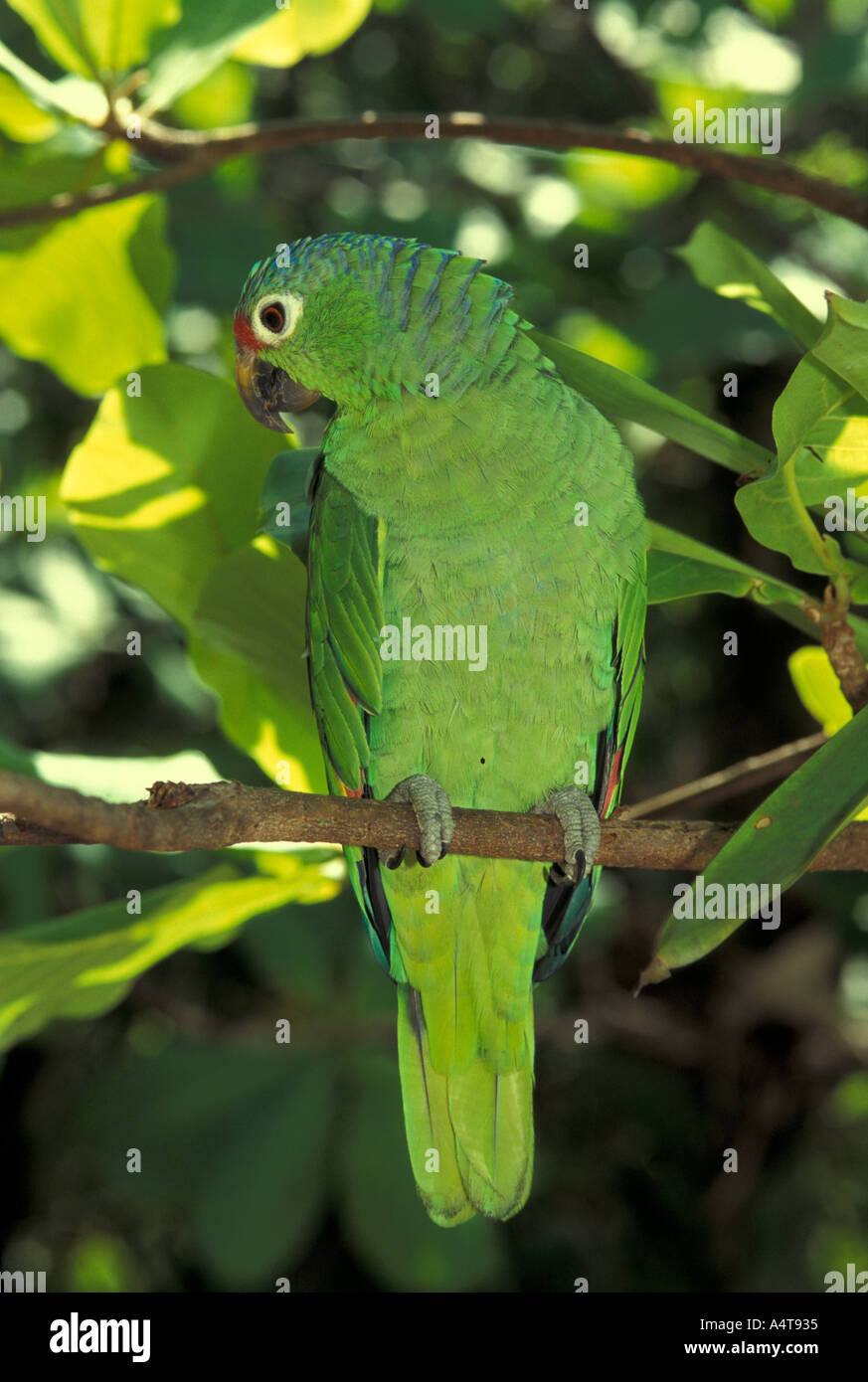 BIRD PARROT Puerto Rico Amazona vitata Stock Photo - Alamy