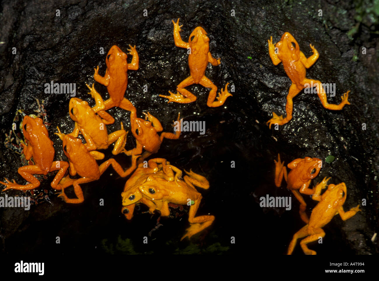 Golden toad hi-res stock photography and images - Alamy