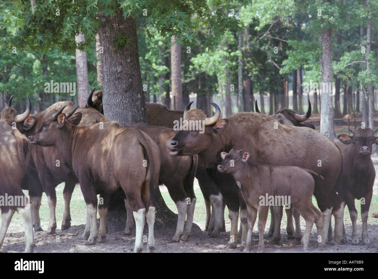Guar hi-res stock photography and images - Alamy
