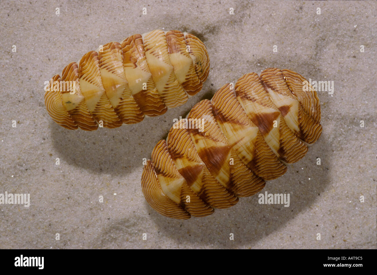 INVERTEBRATE SHELL Chiton Stock Photo - Alamy