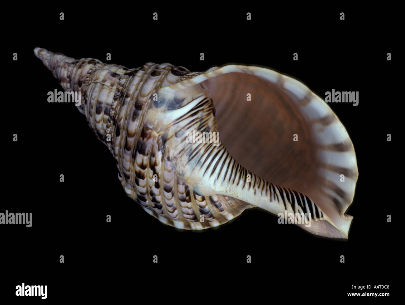 INVERTEBRATE SHELL Welk Stock Photo - Alamy