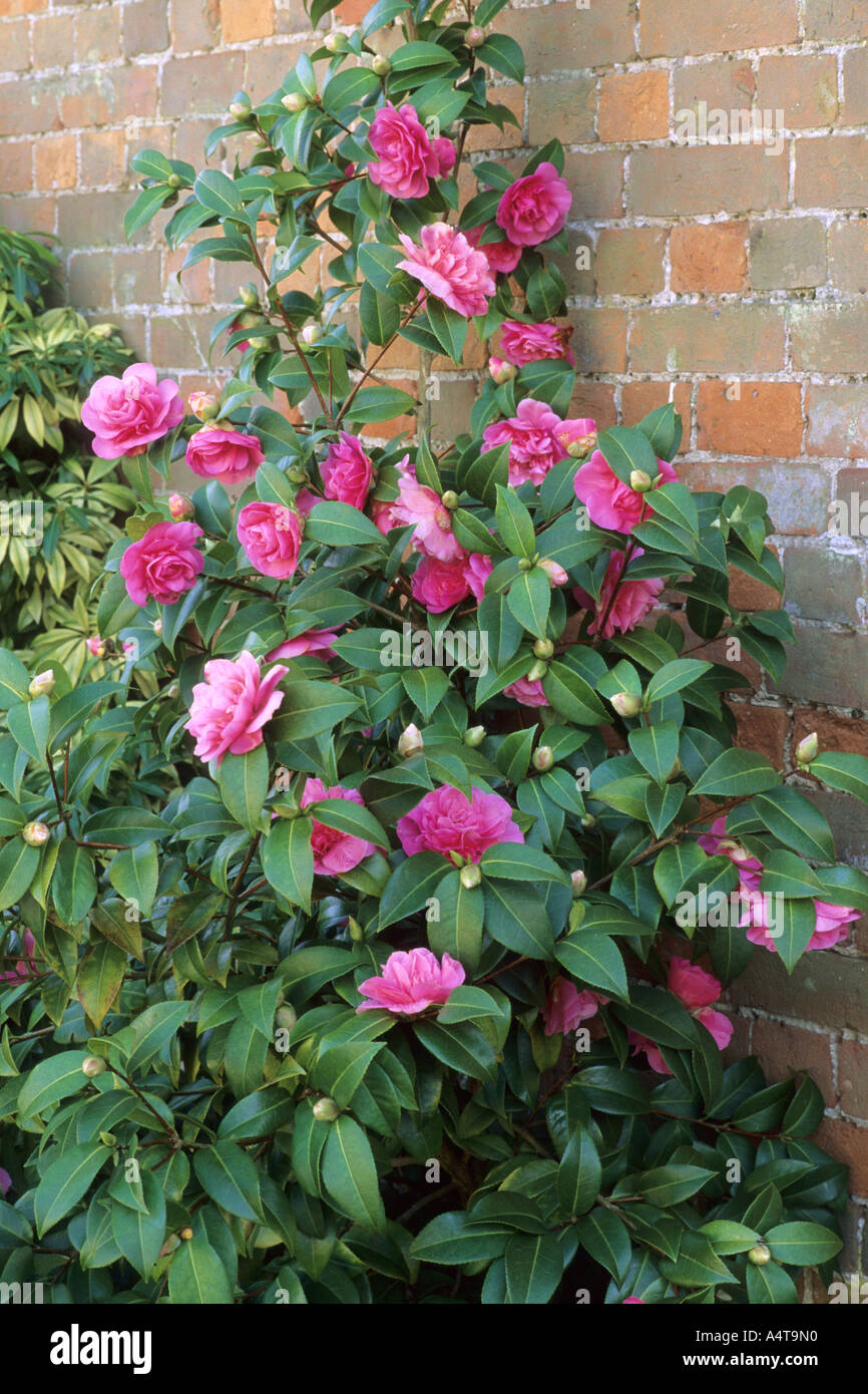 Camellia japonica 'Debbie' Stock Photo - Alamy