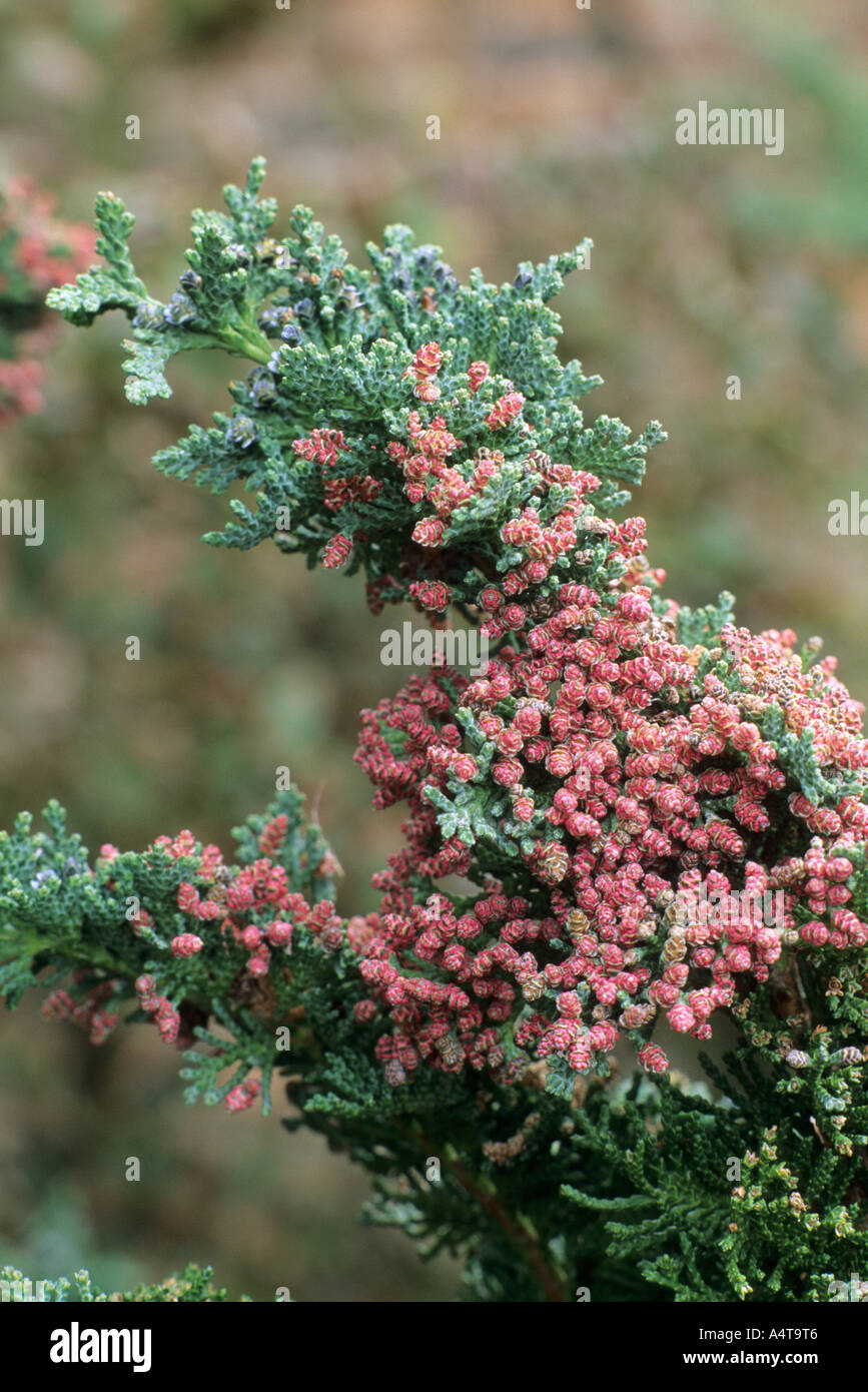 Chamaecyparis lawsoniana 'Wisselii' Stock Photo - Alamy