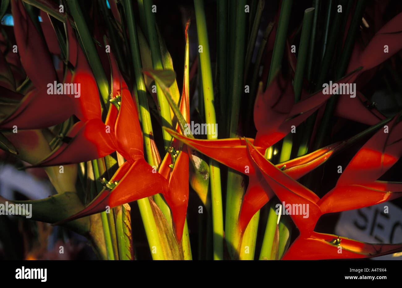 American tropical flowers hi-res stock photography and images - Alamy