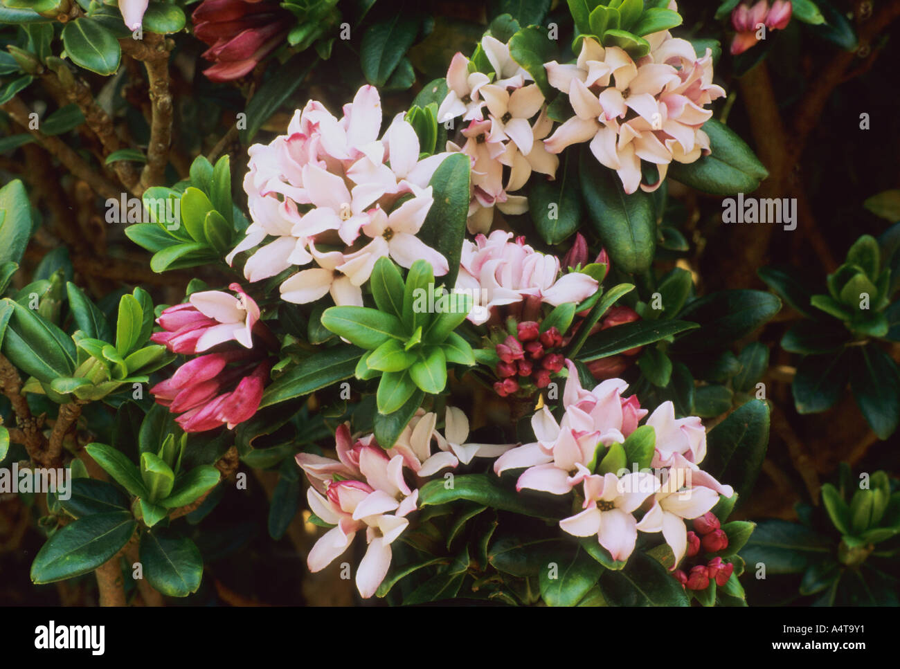 Daphne retusa syn daphne tangutica retusa group hi-res stock ...