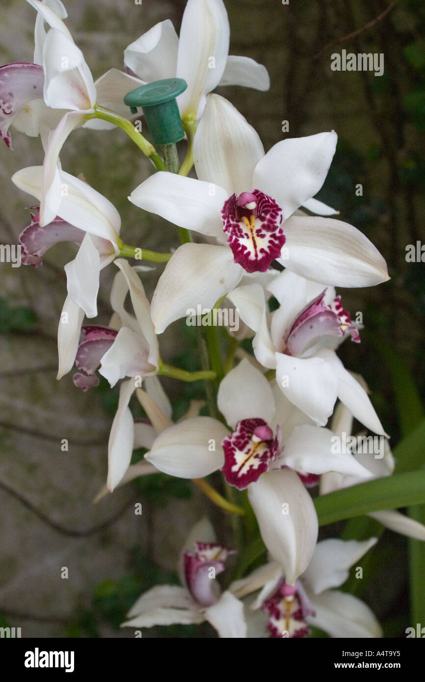 Cymbidium orchid Viola/saskia Stock Photo - Alamy