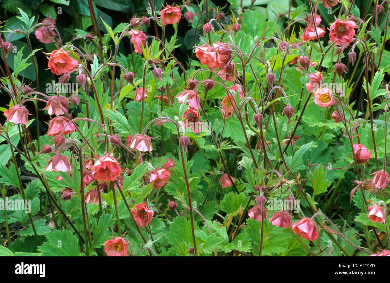Geum rivale 'Leonard's Variety' Stock Photo - Alamy