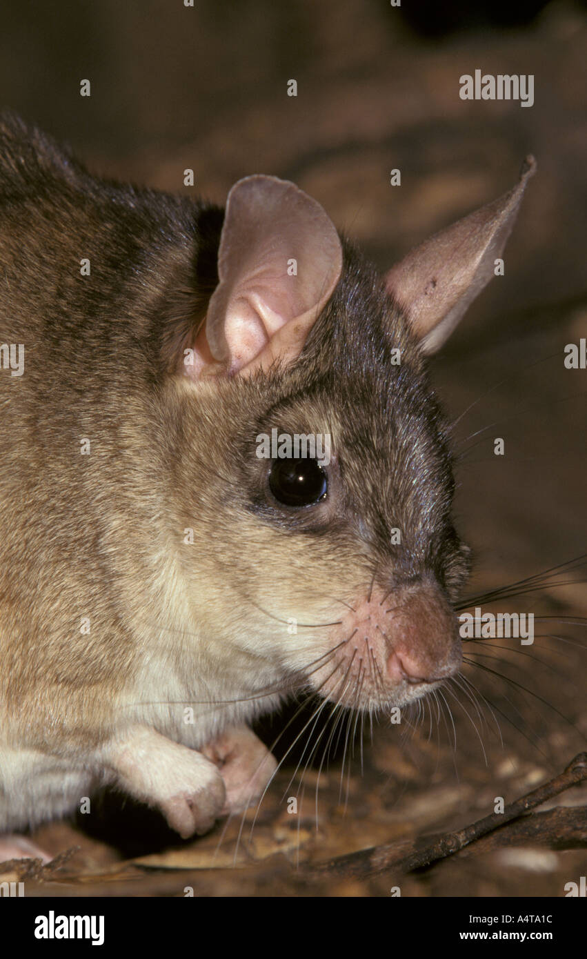 MAMMAL RAT Malagasy Stock Photo - Alamy