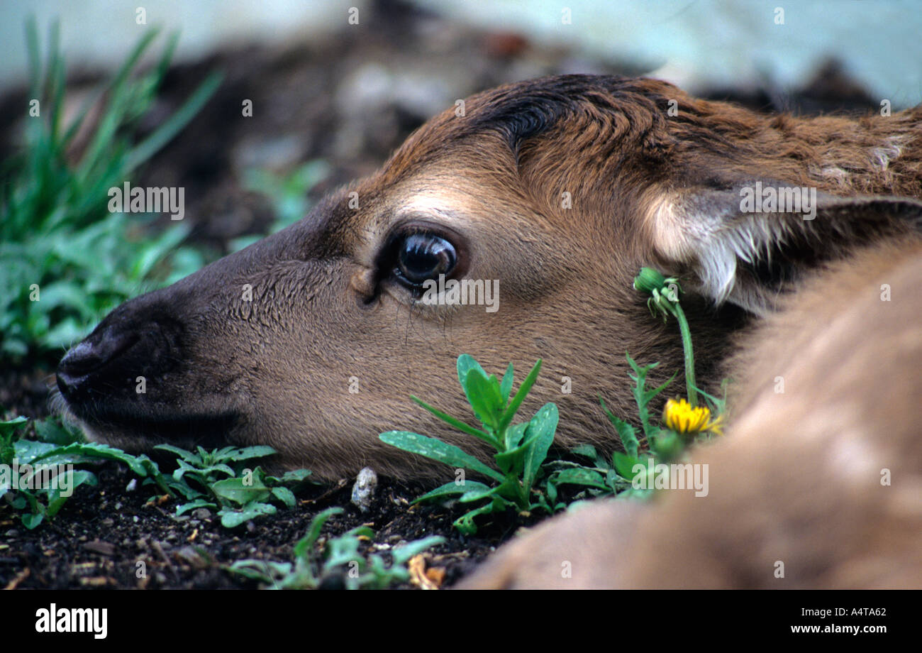 Faun resting hi-res stock photography and images - Alamy