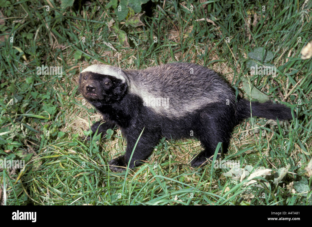 Ratel honey badger hi-res stock photography and images - Alamy