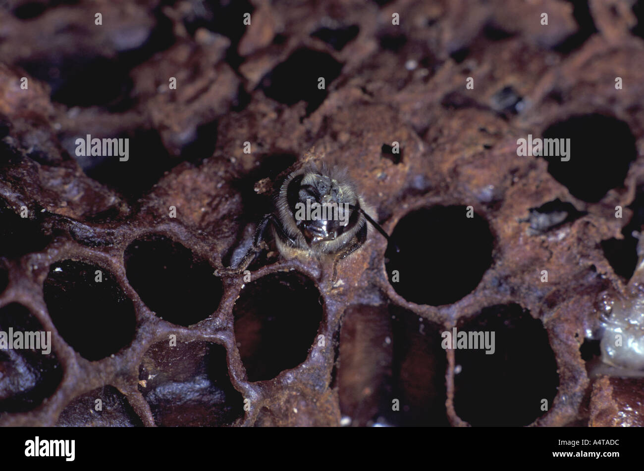 INVERTEBRATE BEE Honey Stock Photo - Alamy