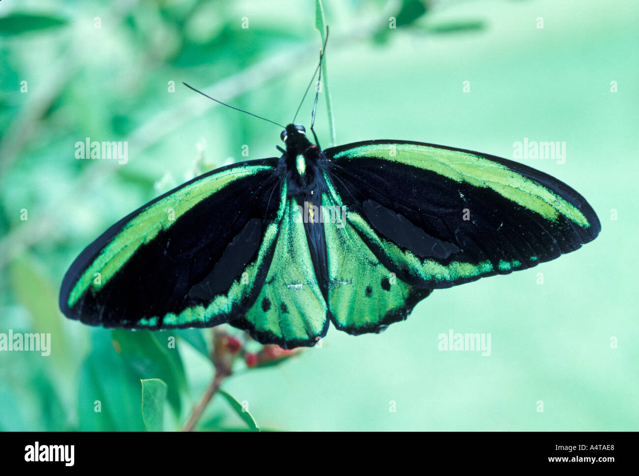 INVERTEBRATE BUTTERFLY Birdwing Stock Photo - Alamy