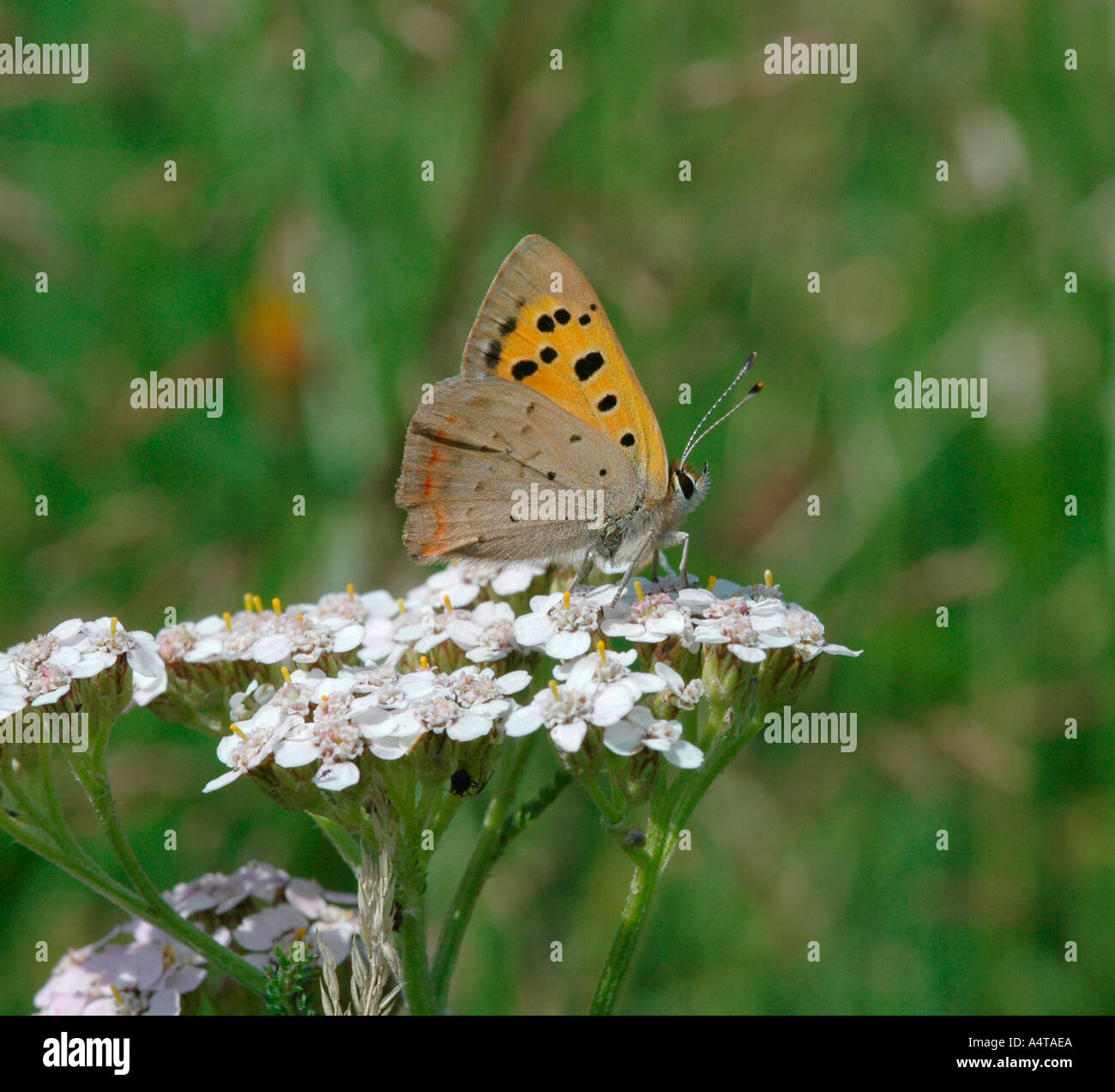 Small Copper Butterfly Stock Photo - Alamy