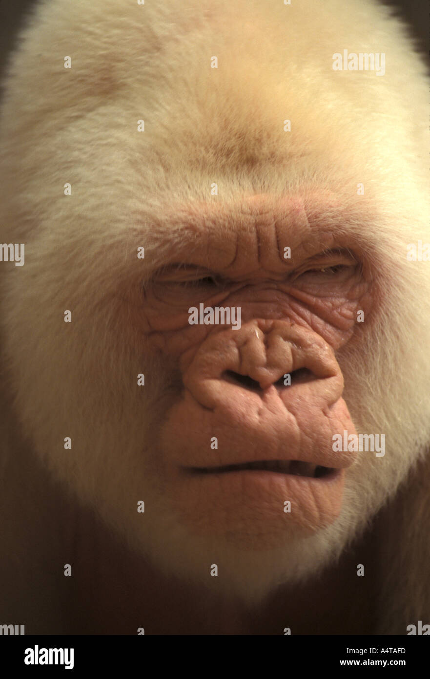 Mammal albino gorilla snowflake hi-res stock photography and images - Alamy