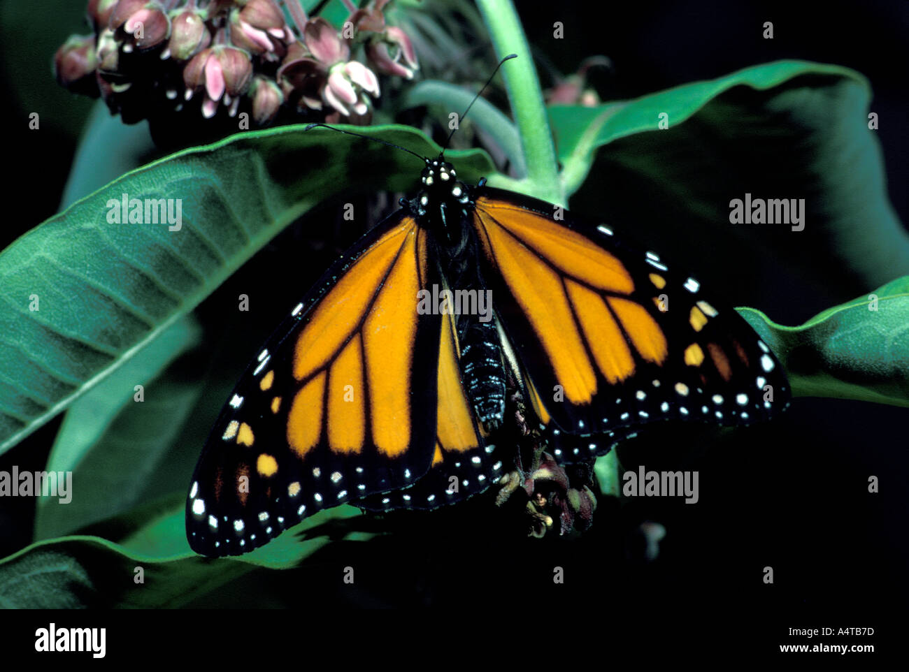 INVERTEBRATE BUTTERFLY Monarch Stock Photo - Alamy