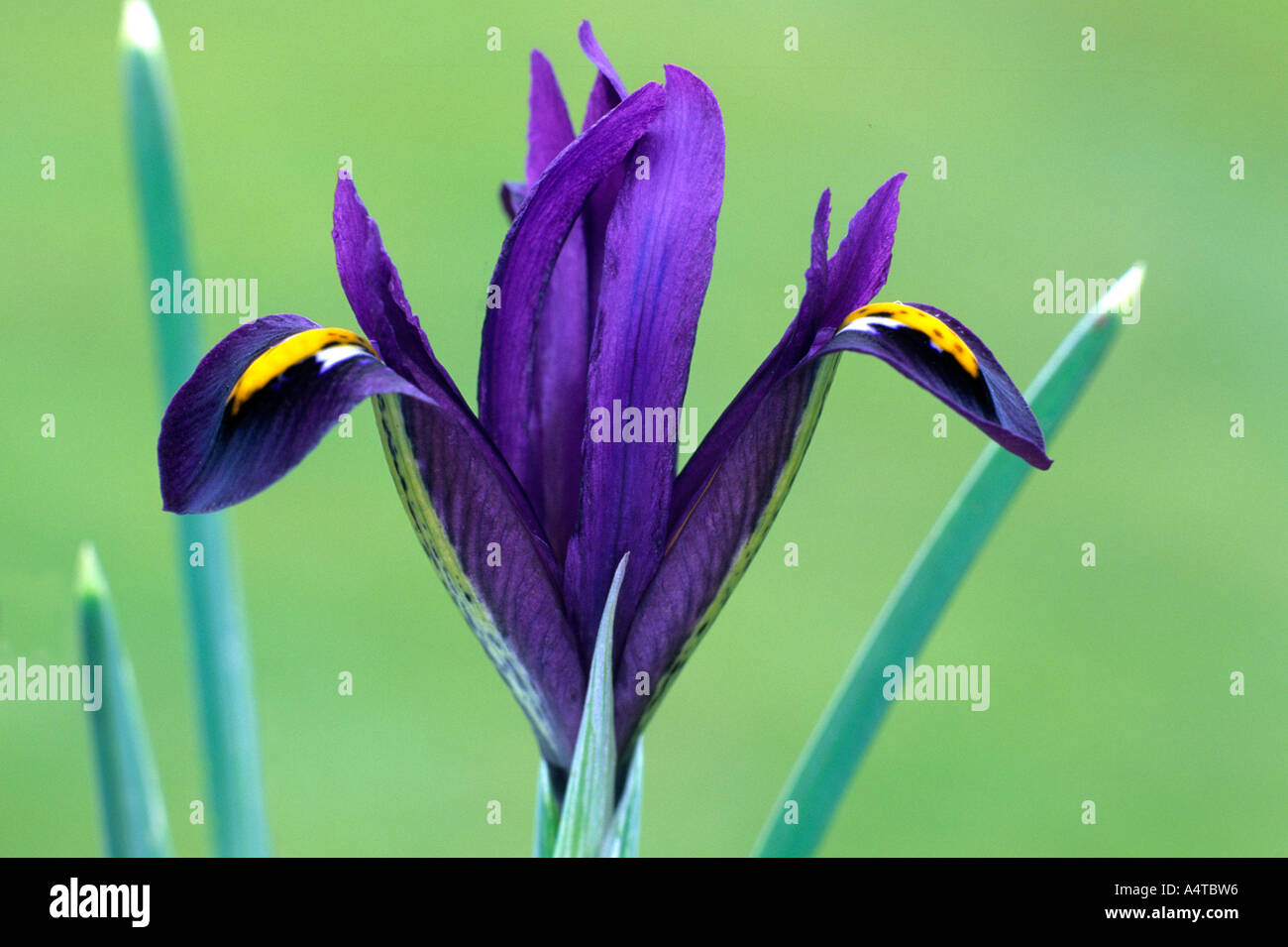 Iris reticulata 'J S Dijt' Stock Photo - Alamy