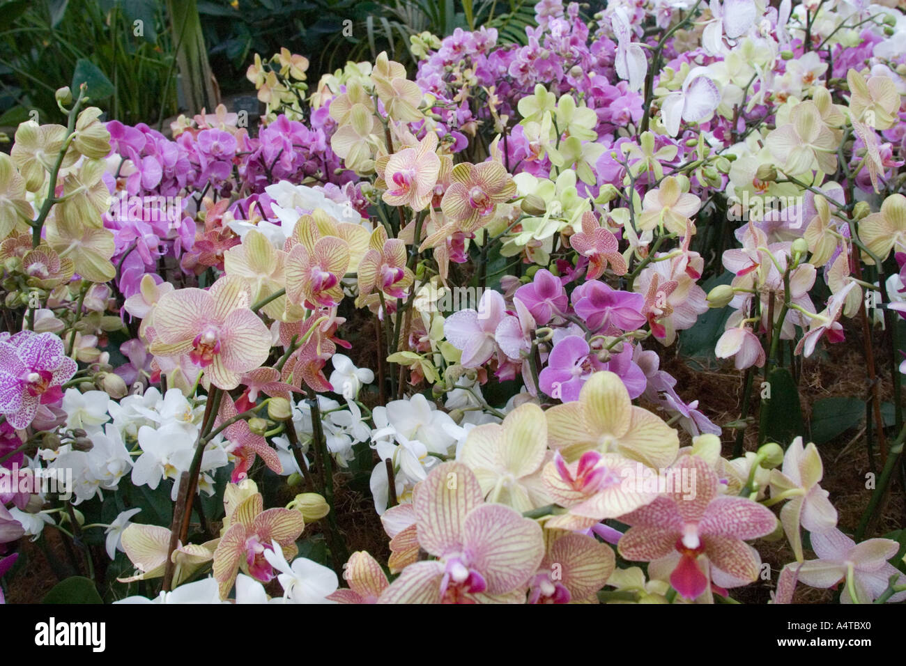 Display of orchids Stock Photo - Alamy