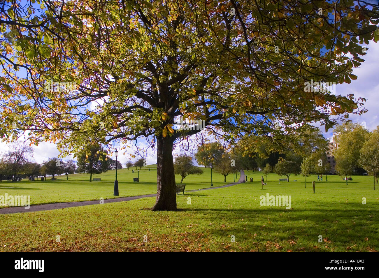 Trees in a park, Primrose Hill, London, England Stock Photo - Alamy