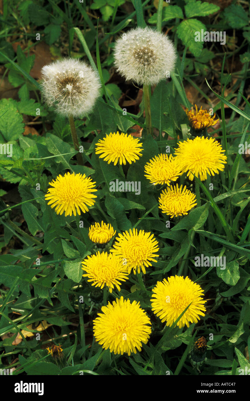 PLANT DANDELION Common Stock Photo - Alamy