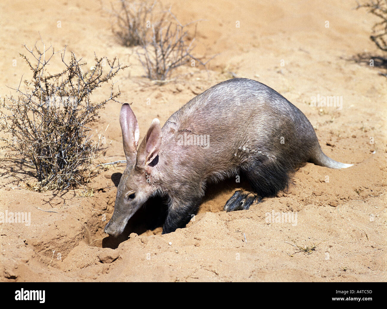 The aardvark hi-res stock photography and images - Alamy