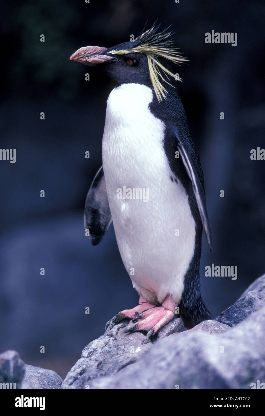 BIRD PENGUIN Rockhopper Stock Photo - Alamy