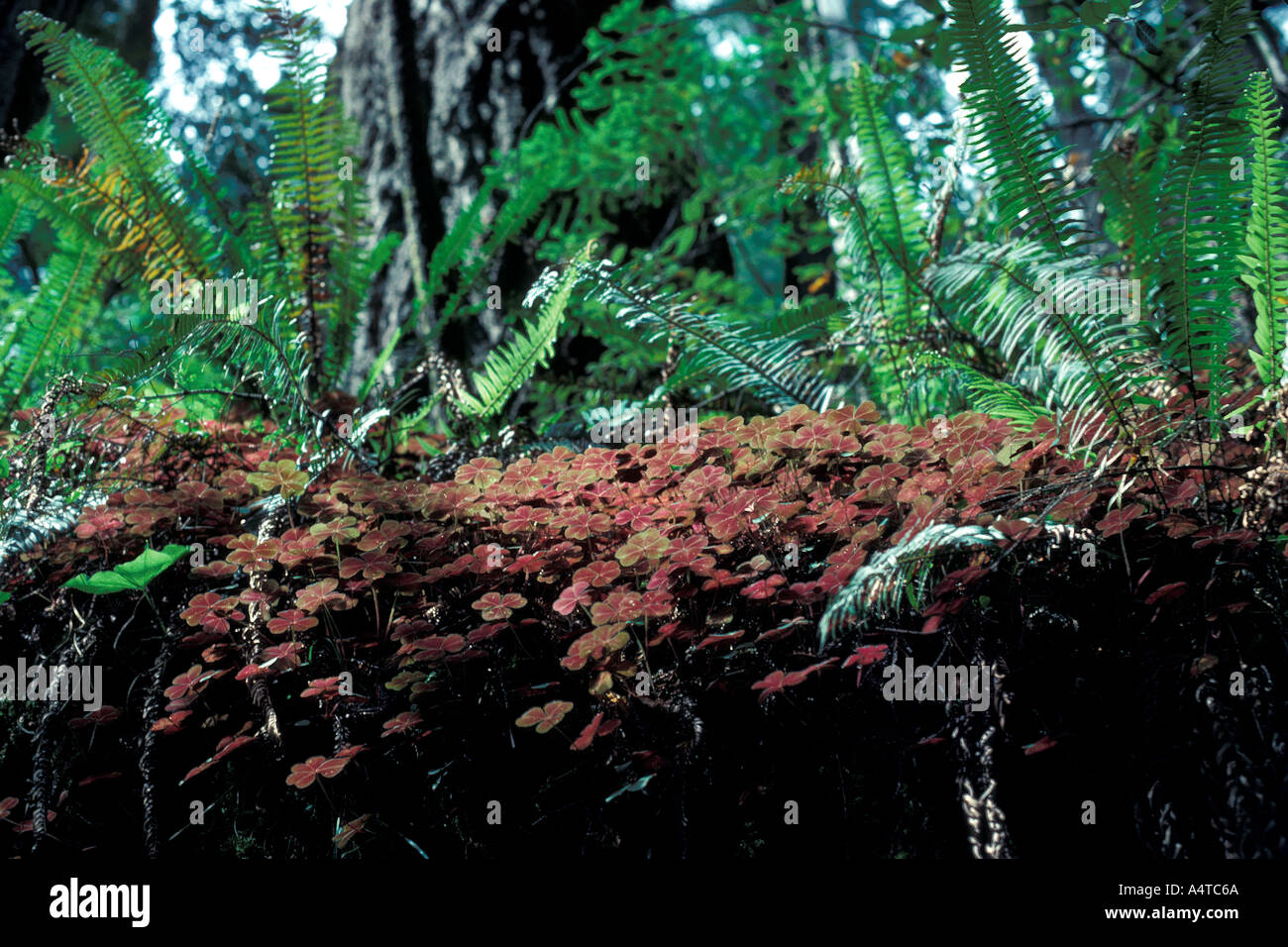 ECOSYSTEM FOREST Floor Stock Photo - Alamy