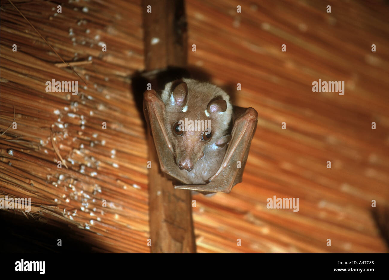 I ll meet you at midnight Wahlberg s Epauletted Fruit Bat Epomophorus ...