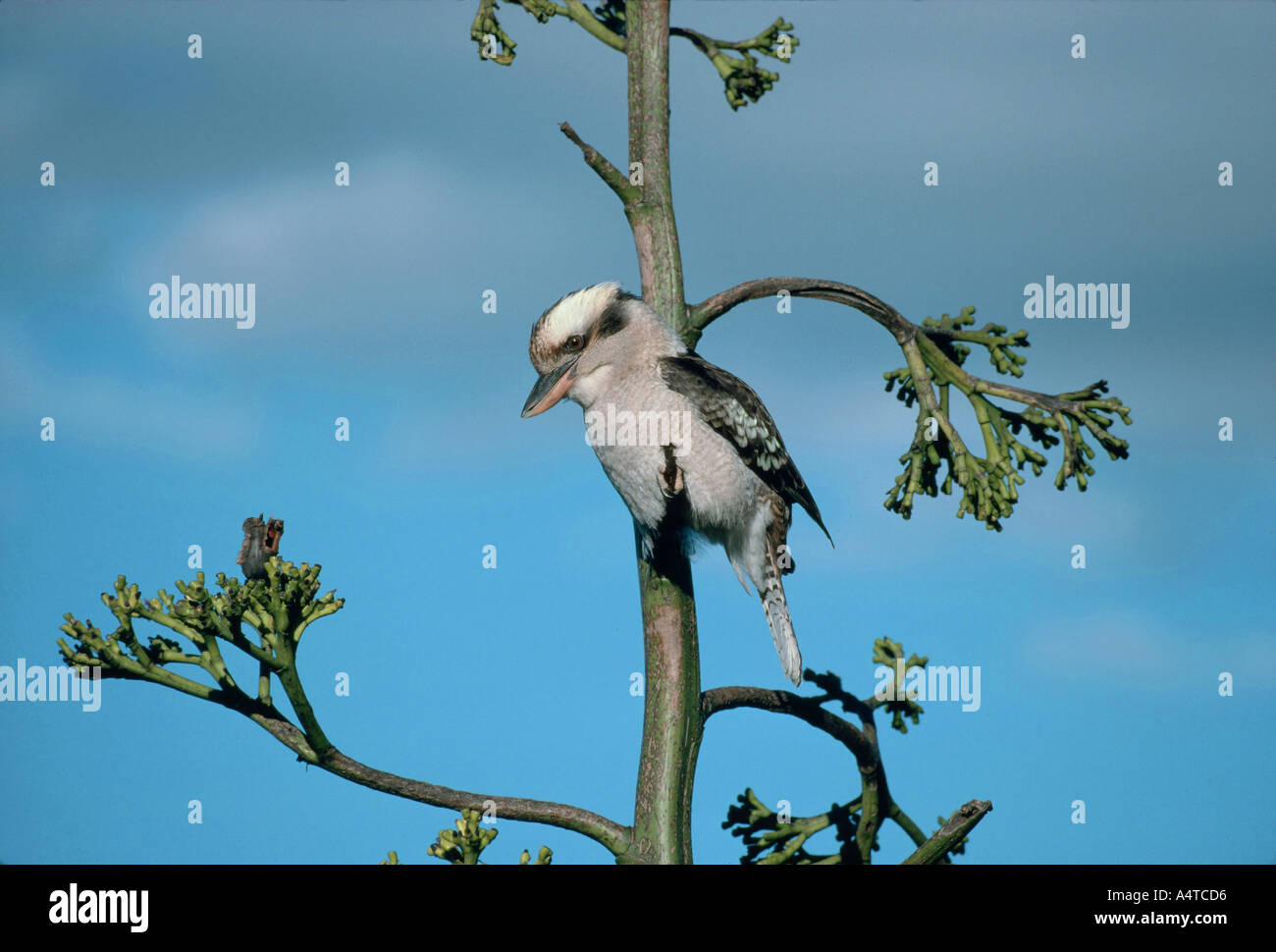 Australian bush sounds hi-res stock photography and images - Alamy