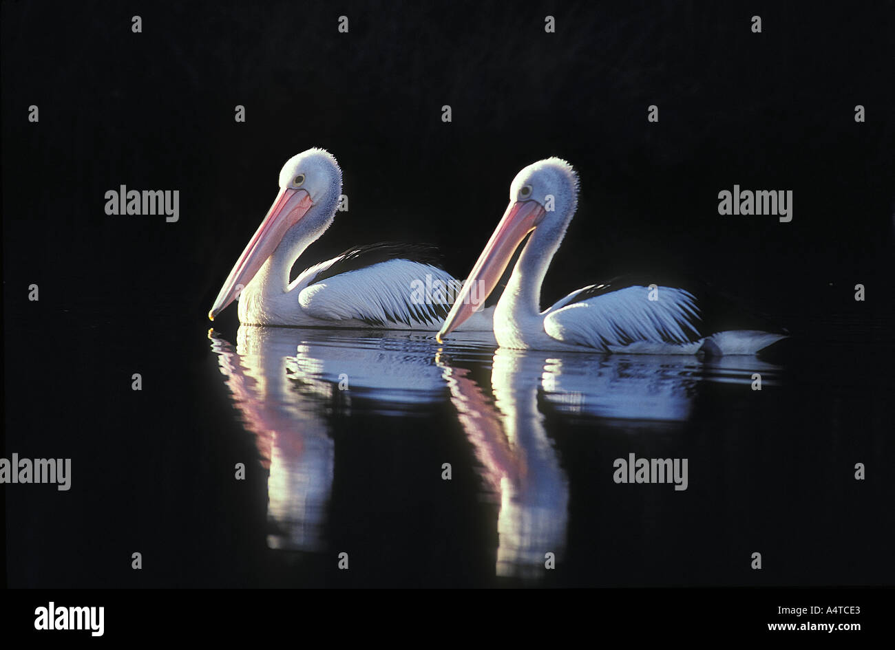 Denmark river western australia hi-res stock photography and images - Alamy