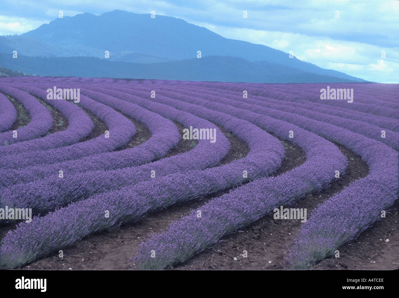 Lavenders blue dilly dilly Lavender Lavandula Angustifolia Tasmanian ...