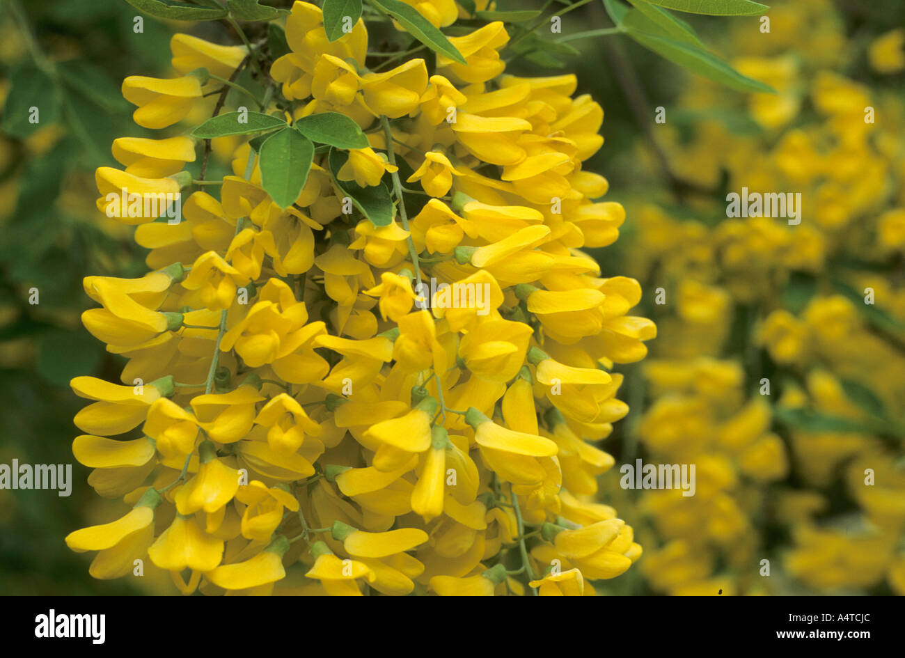 Laburnum x watereri 'Vossii' Stock Photo - Alamy