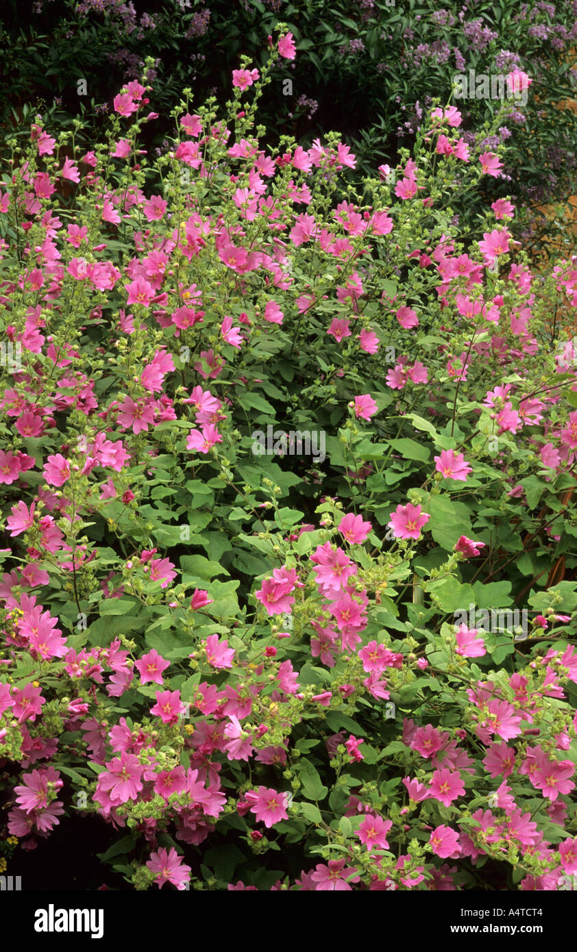Tree mallow rosea hi-res stock photography and images - Alamy