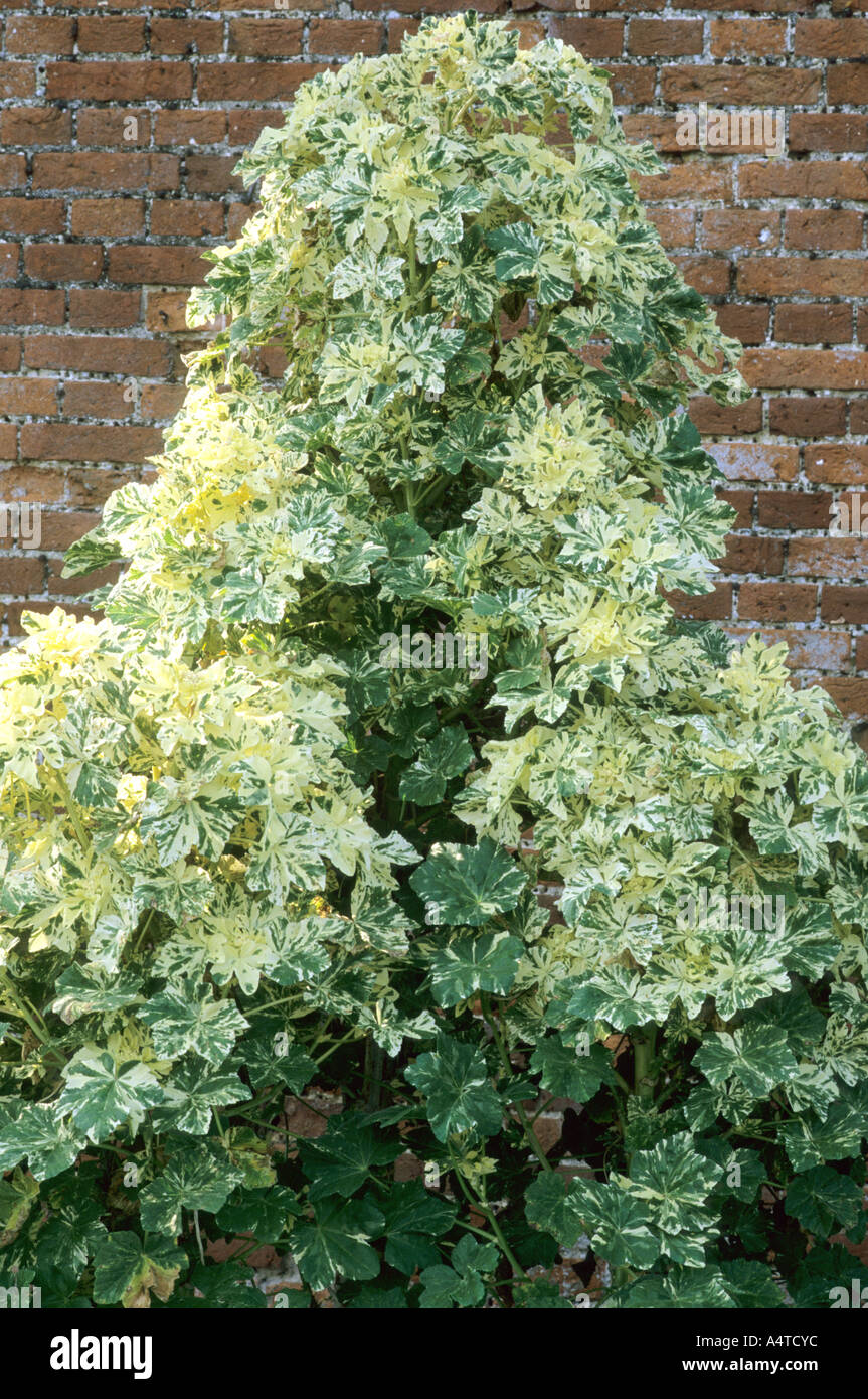 Lavatera arborea 'Variegata' Stock Photo - Alamy
