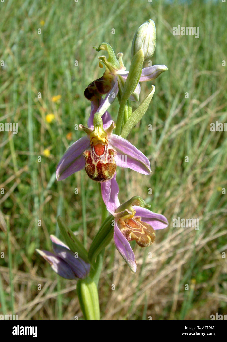 Native british orchidaceae hi-res stock photography and images - Alamy
