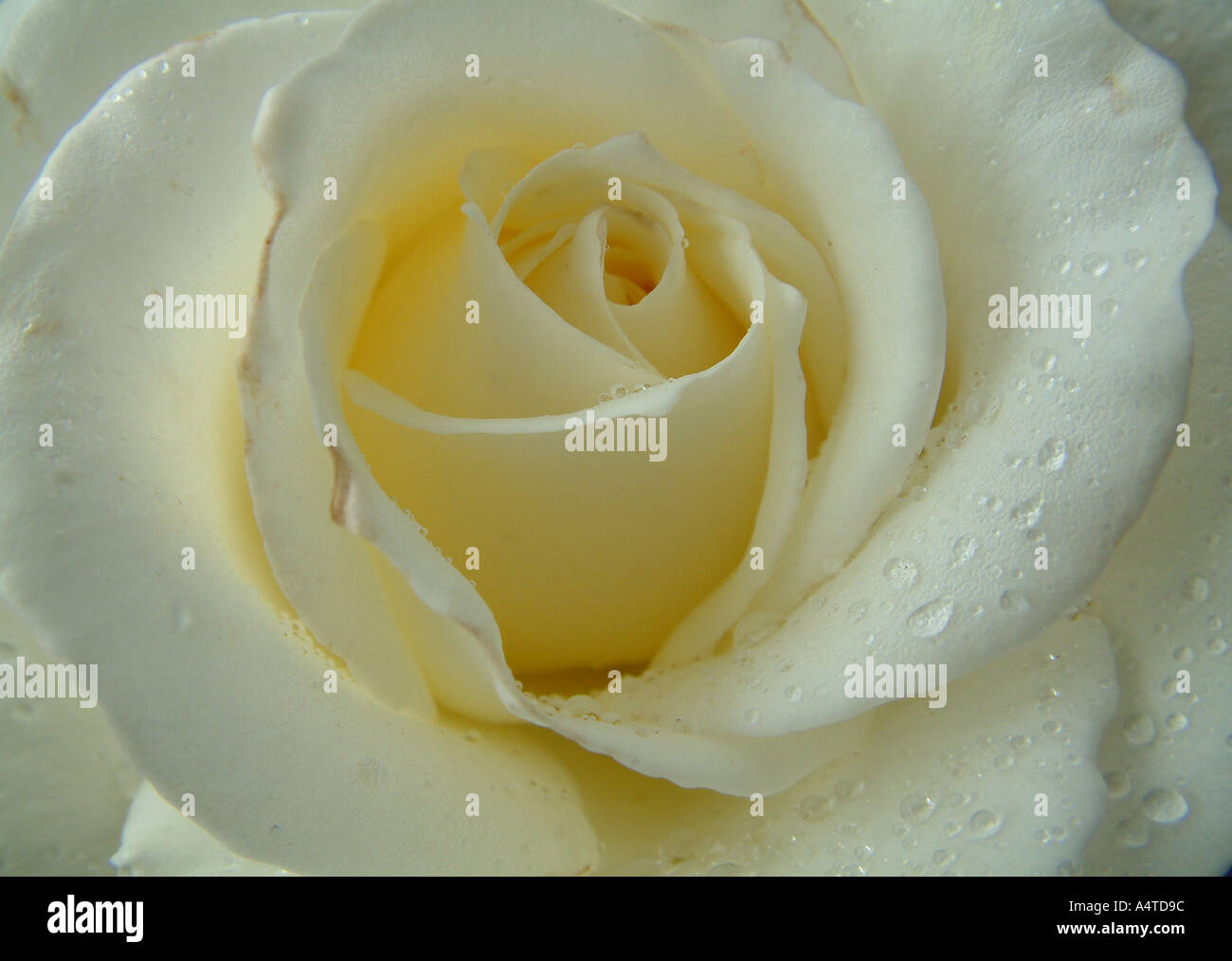 Soft white rose with water droplets hi-res stock photography and images ...