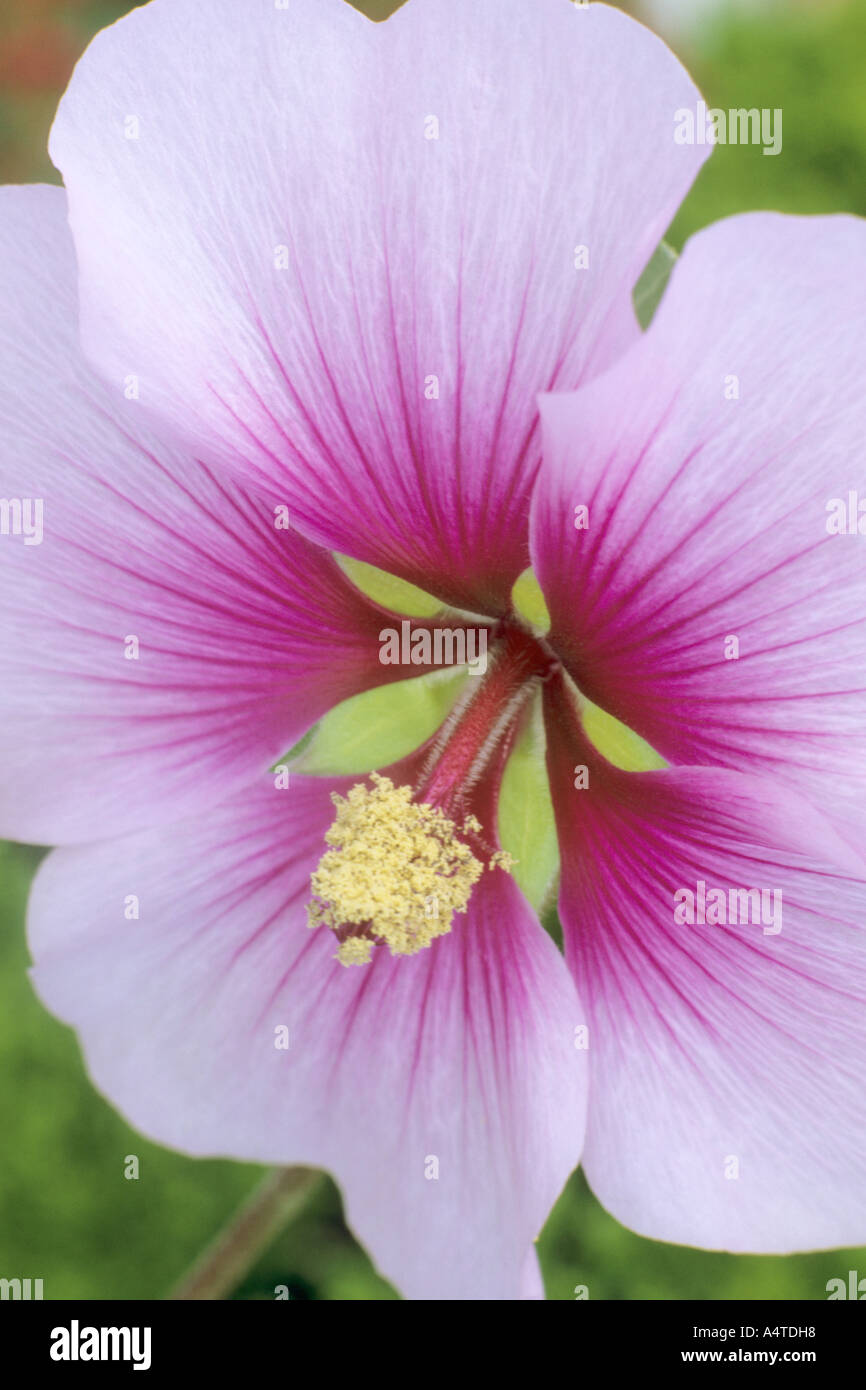 Tree mallow lavatera maritima hi-res stock photography and images - Alamy