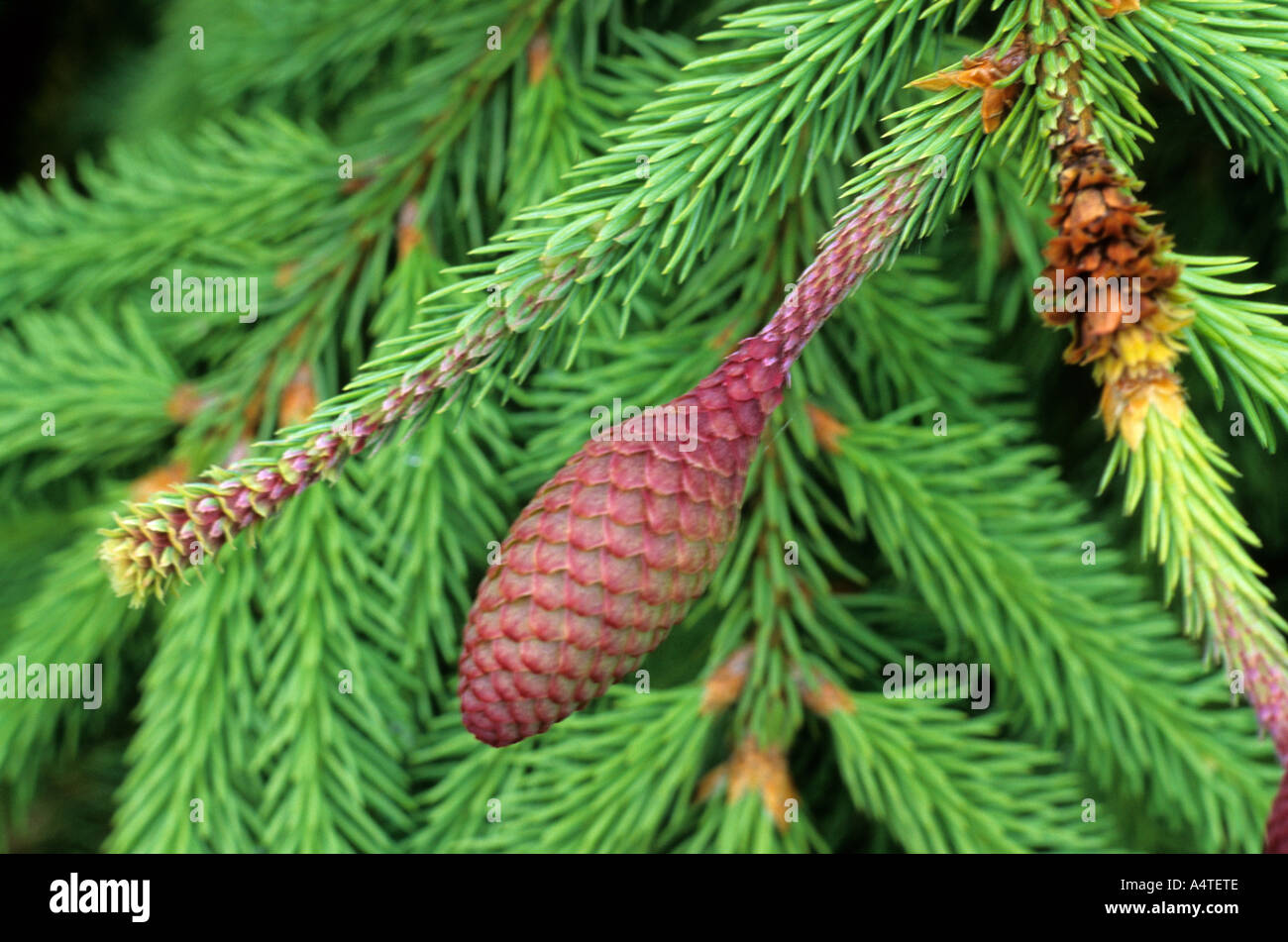 Picea abies 'Acrocona', Cone Stock Photo - Alamy