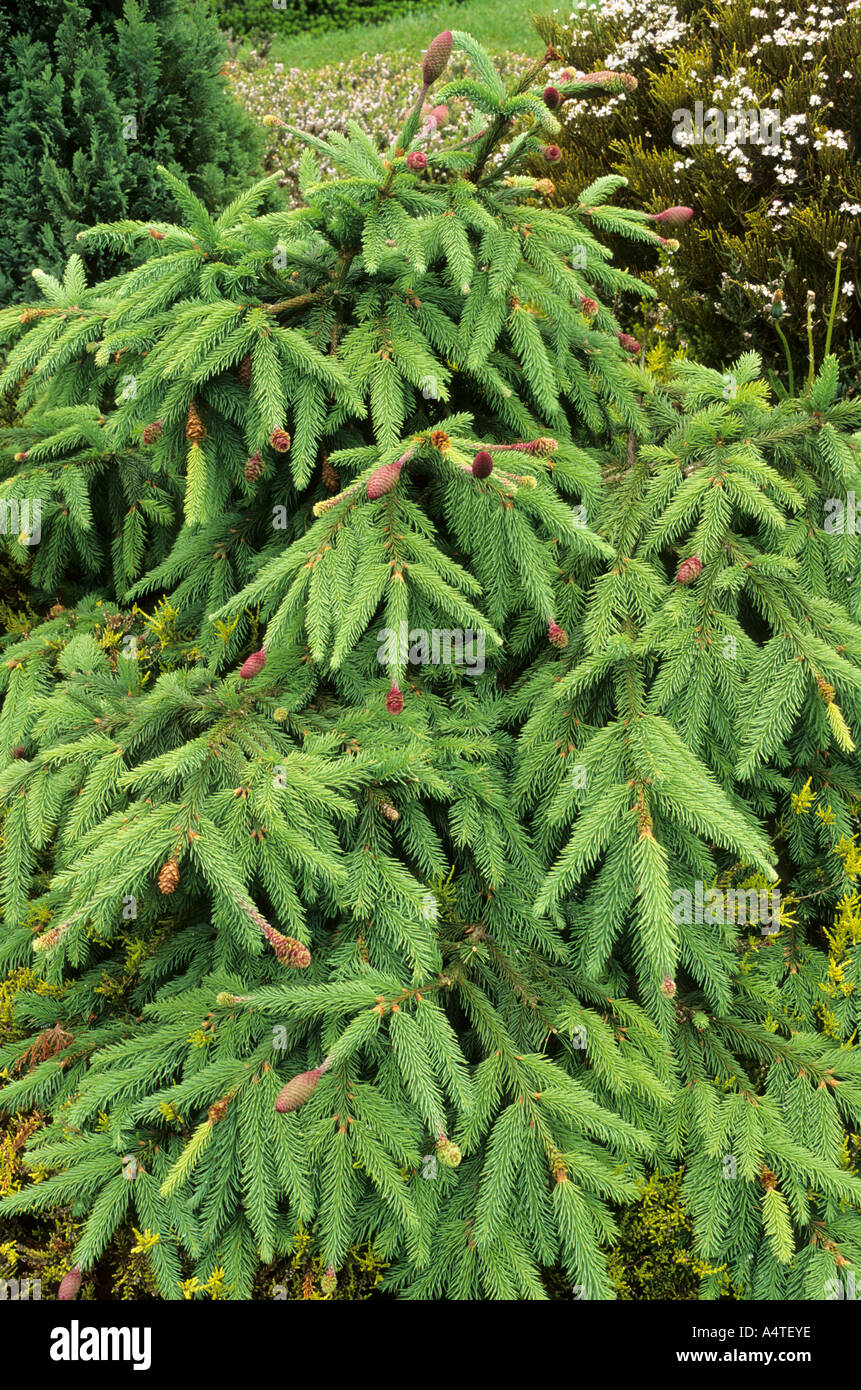 Picea abies 'Acrocona', spruce, evergreen Stock Photo - Alamy