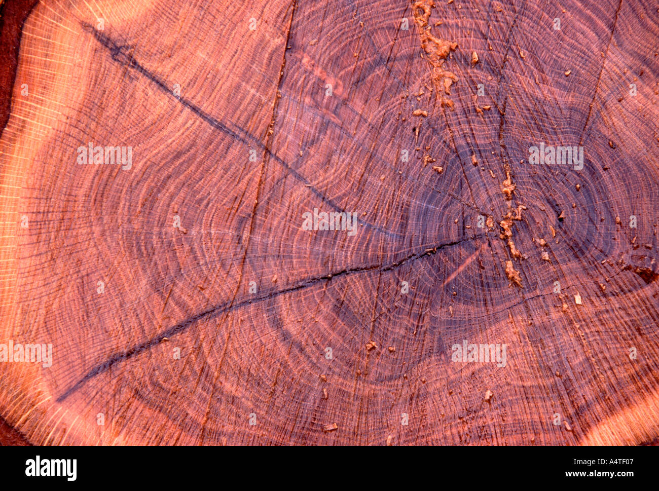 Saw monster hi-res stock photography and images - Alamy